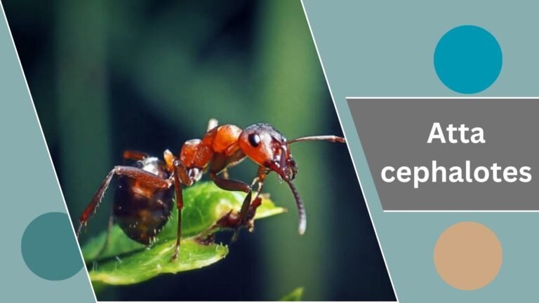 10 Types of Leafcutter Ant: Identification, Habitat, Behavior, Diet and ...