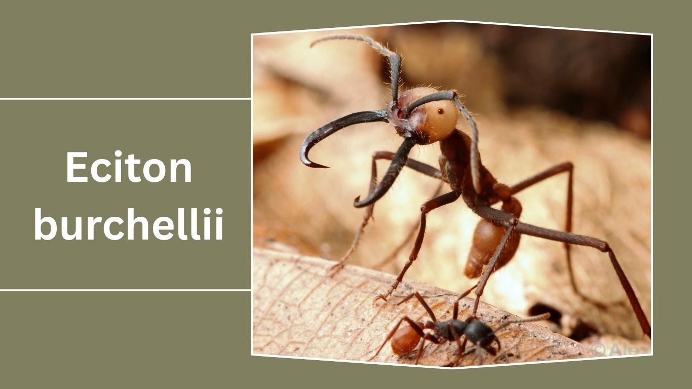 15 Types of Army Ant: Identification, Habitat, Behaviors and Diet