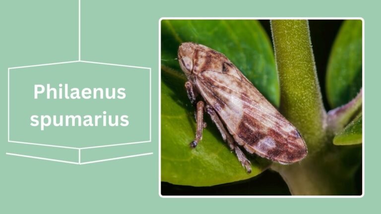 12 Types of Spittlebug: Identification, Habitat, Behaviors and Diet