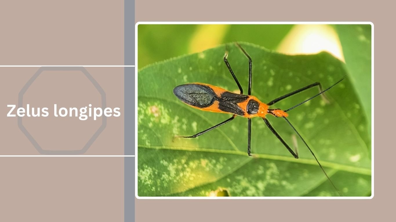 17 Types of Assassin Bug: Identification with Pictures
