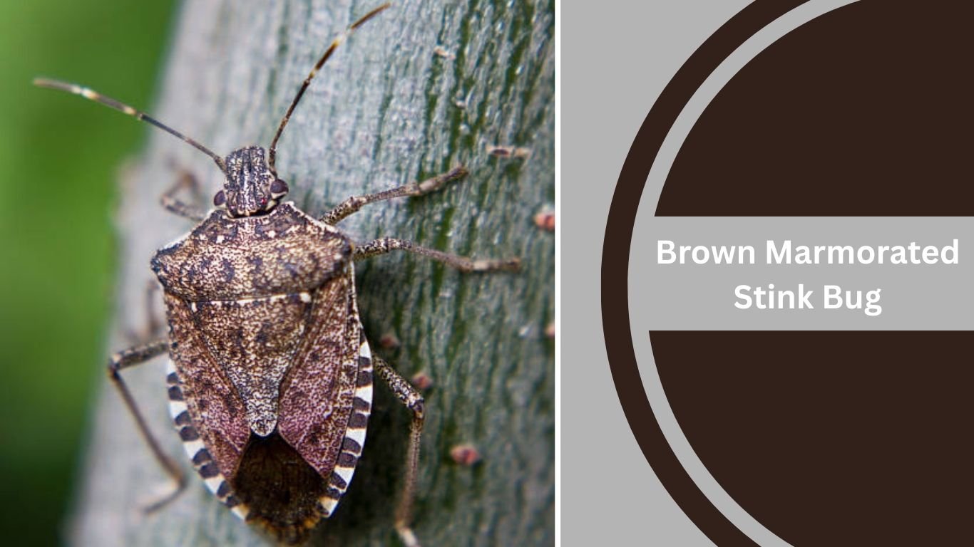 21 Types of Stink Bug: Identification with Pictures