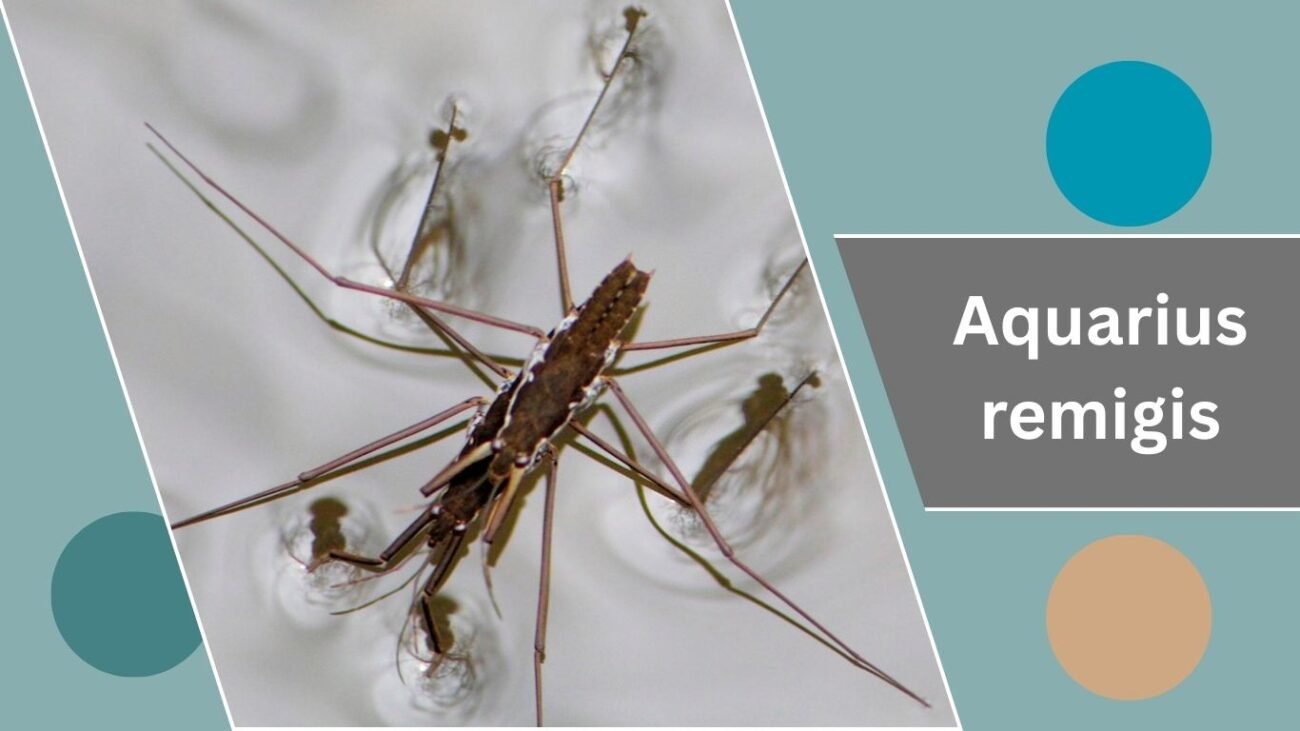 13 Types of Water strider: Identification, Habitat, Behaviors and Diet