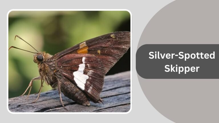 20 Types of Skipper Butterfly: Identification With Picture