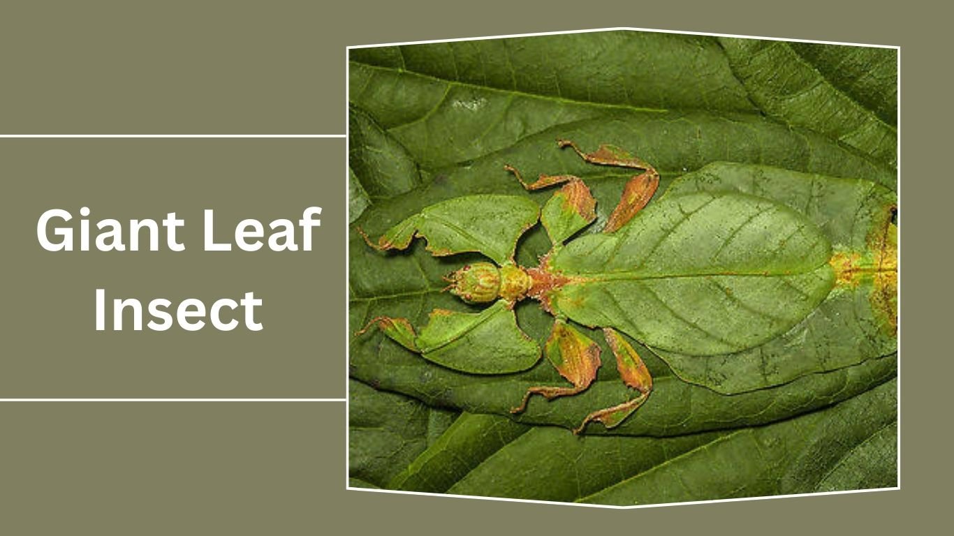 15 Types of Leaf Insect: Identification With Picture