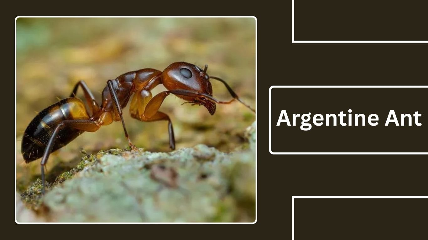 30 Types of Ants: Identification, Habitat, Behaviors, and Lifecycle