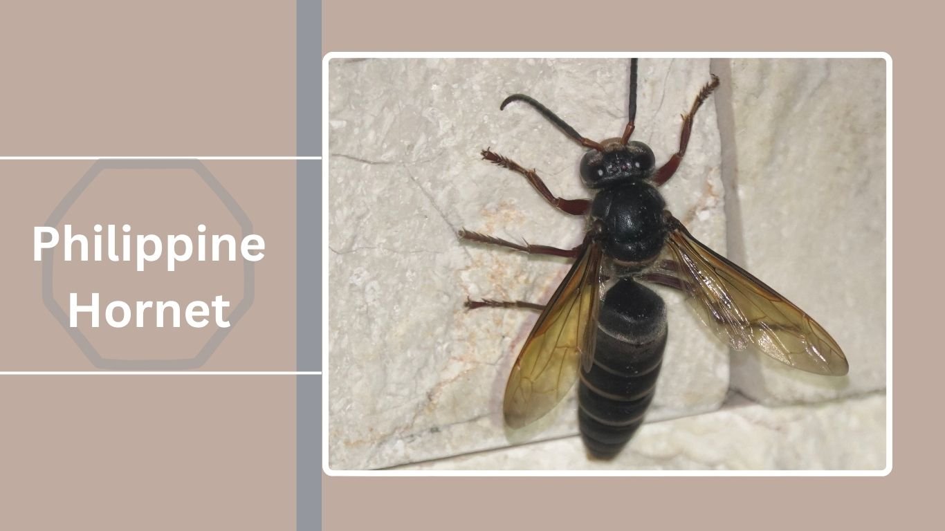 16 Types of Hornets: Identification, Habitat, Behaviors, and Lifecycle