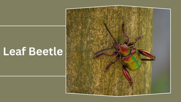 25 Types of Beetle: Identification, Habitat, Behaviour and Diet