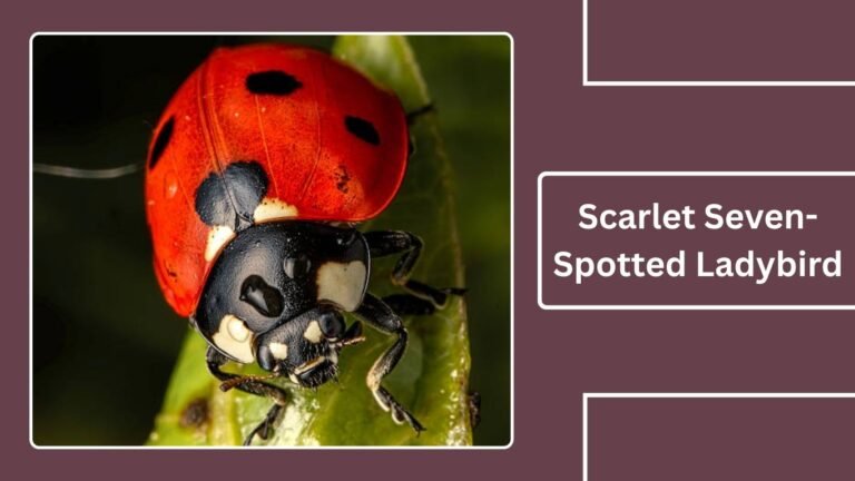 20 Types of Ladybird Beetle: Identification with Pictures
