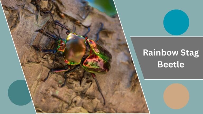 15 Types Stag Beetle: Identification, Habitat, Behavior, Diet and Lifecycle
