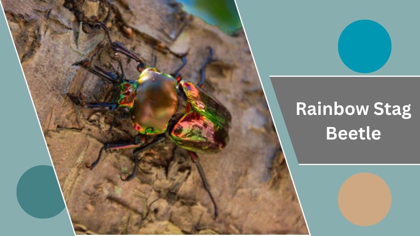 15 Types Stag Beetle: Identification, Habitat, Behavior, Diet and Lifecycle