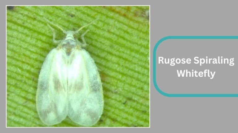 15 Types of Whitefly: Identification, Habitat, Behaviors and Diet