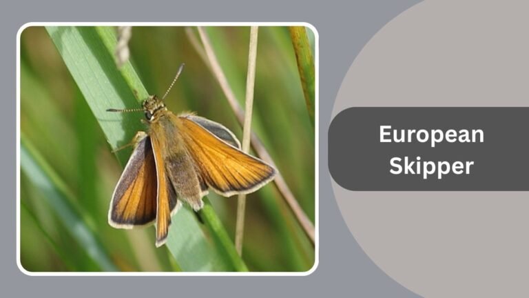 20 Types of Skipper Butterfly: Identification With Picture