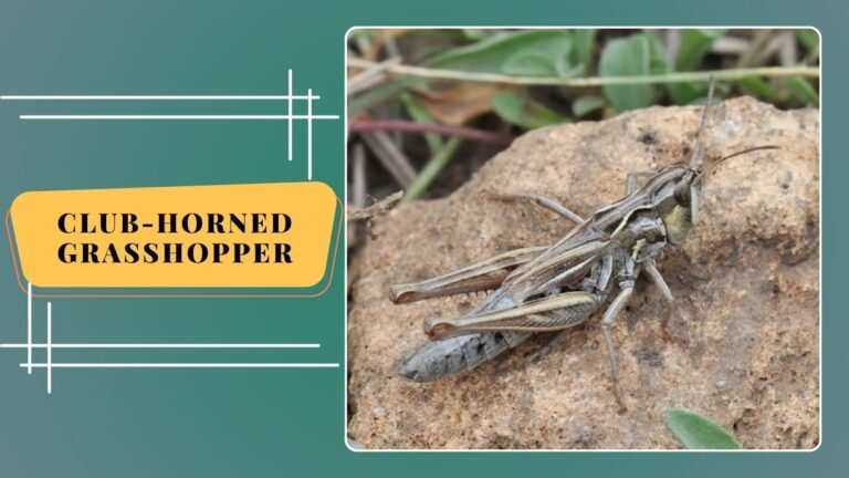 25 Types of Grasshopper: Identification With Picture