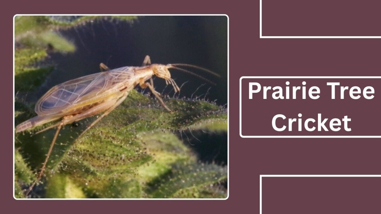 10 Types of Tree Cricket: Identification With Picture