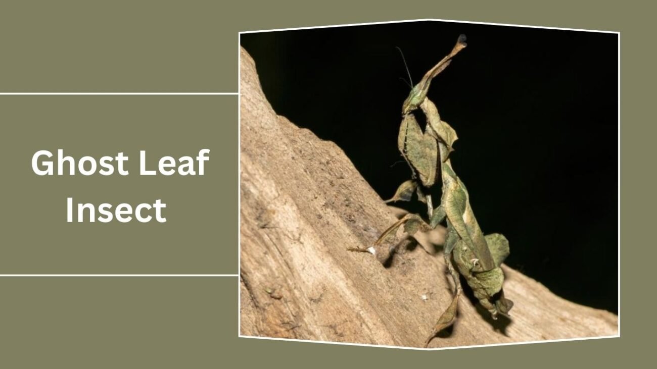 15 Types of Leaf Insect: Identification With Picture