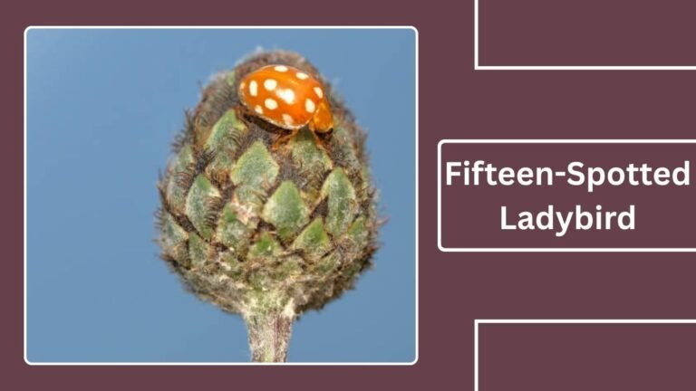 20 Types of Ladybird Beetle: Identification with Pictures