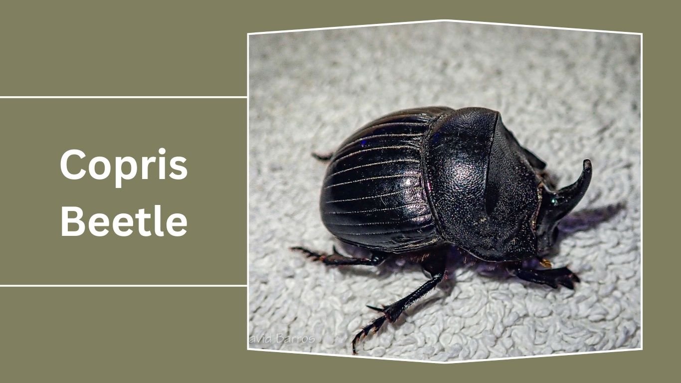 13 Types Dung Beetle: Identification, Habitat, Behavior, Diet and Lifecycle