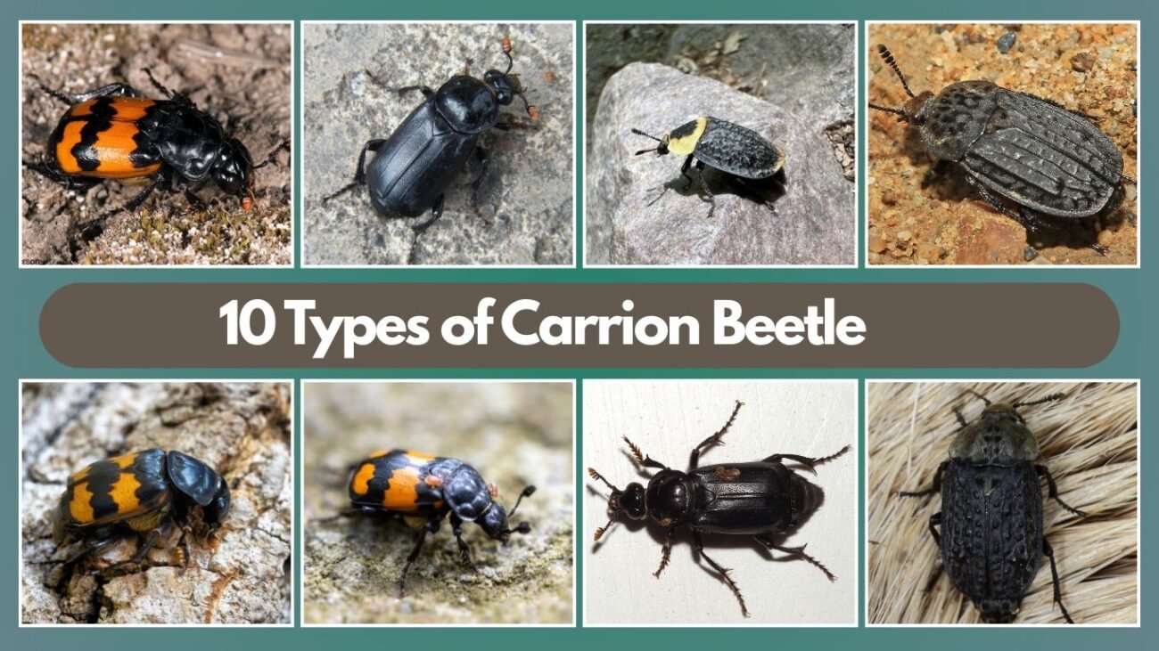 10 Types of Carrion Beetle: Identification, Habitat, Behavior, and Diet