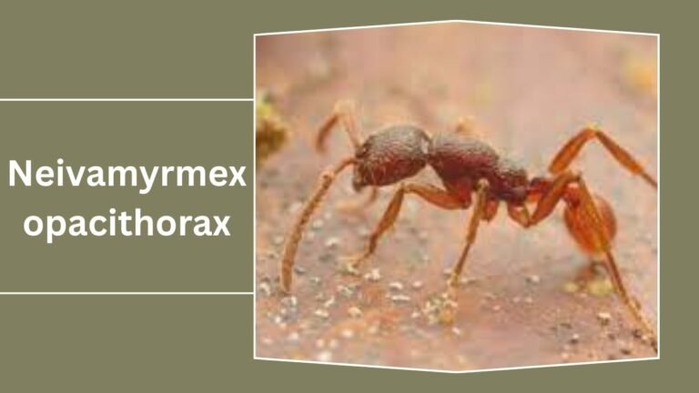 15 Types of Army Ant: Identification, Habitat, Behaviors and Diet