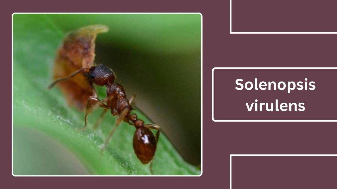 12 Types of Fire Ant: Identification, Habitat, Behaviors and Diet