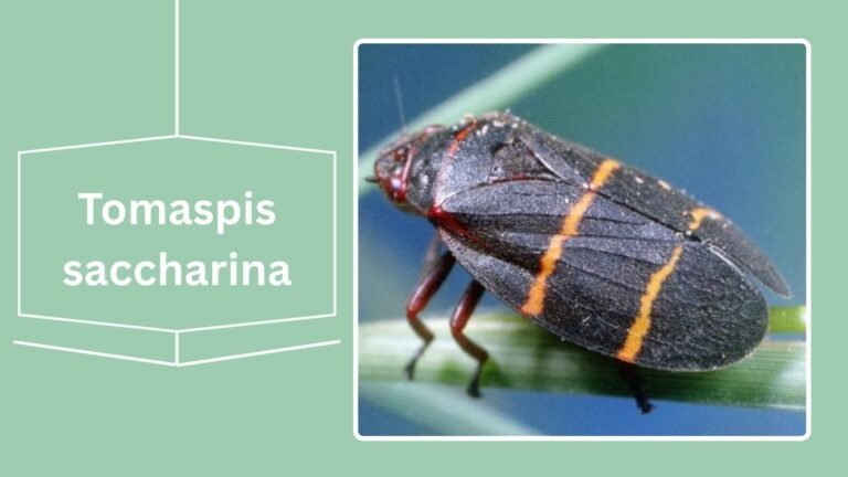 12 Types of Spittlebug: Identification, Habitat, Behaviors and Diet
