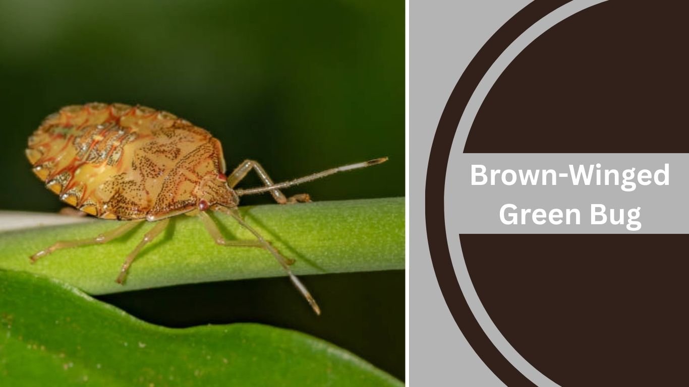 21 Types of Stink Bug: Identification with Pictures