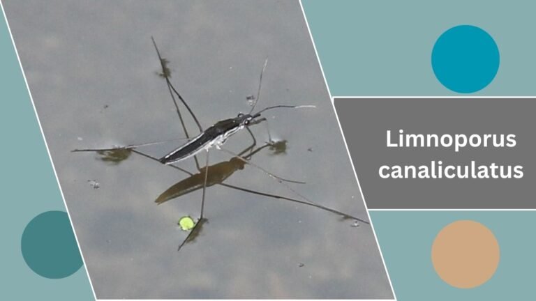 13 Types of Water strider: Identification, Habitat, Behaviors and Diet