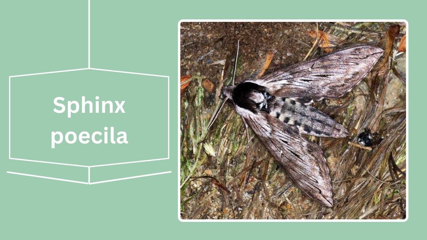 25 Types of Hawk Moth: Identification with Pictures