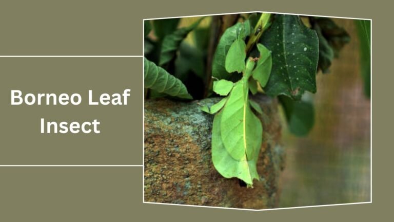 15 Types of Leaf Insect: Identification With Picture