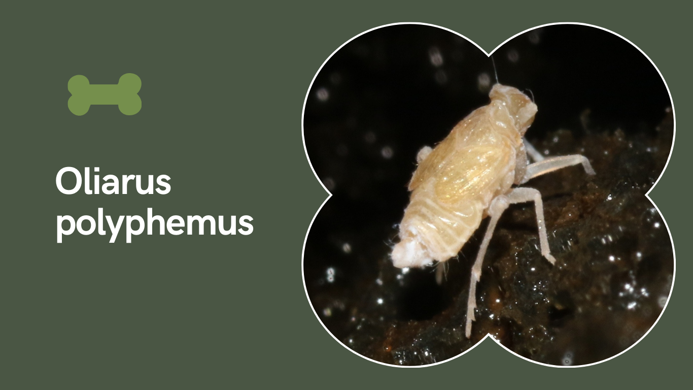 13 Types of Planthopper: Identification, Habitat, Behaviors and Diet