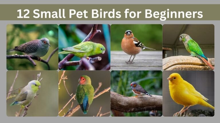 12 Small Pet Birds for Beginners: ID with Pictures