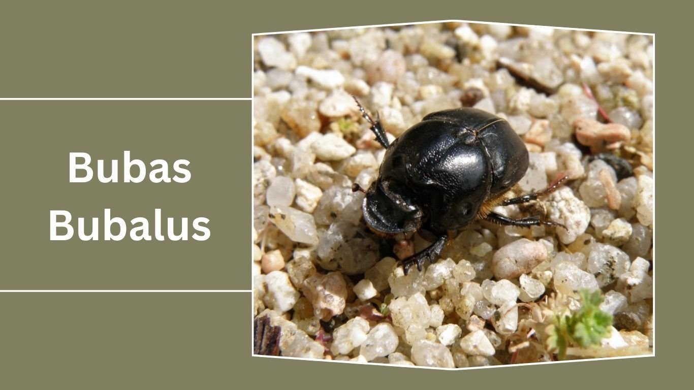 13 Types Dung Beetle: Identification, Habitat, Behavior, Diet and Lifecycle