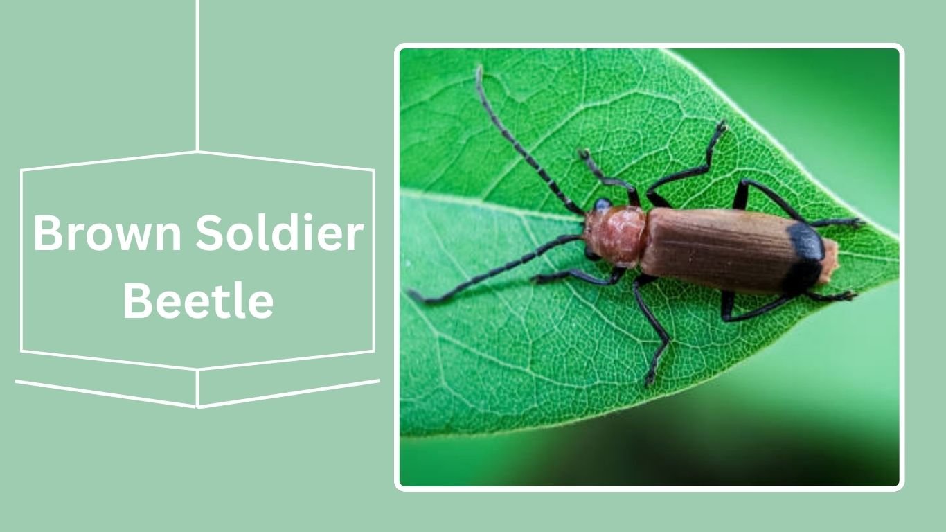 20 Types of Soldier Beetle: Identification, Habitat, Behaviors and Diet