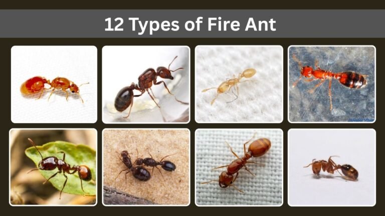 12 Types of Fire Ant: Identification, Habitat, Behaviors and Diet
