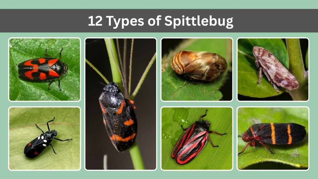 12 Types of Spittlebug: Identification, Habitat, Behaviors and Diet