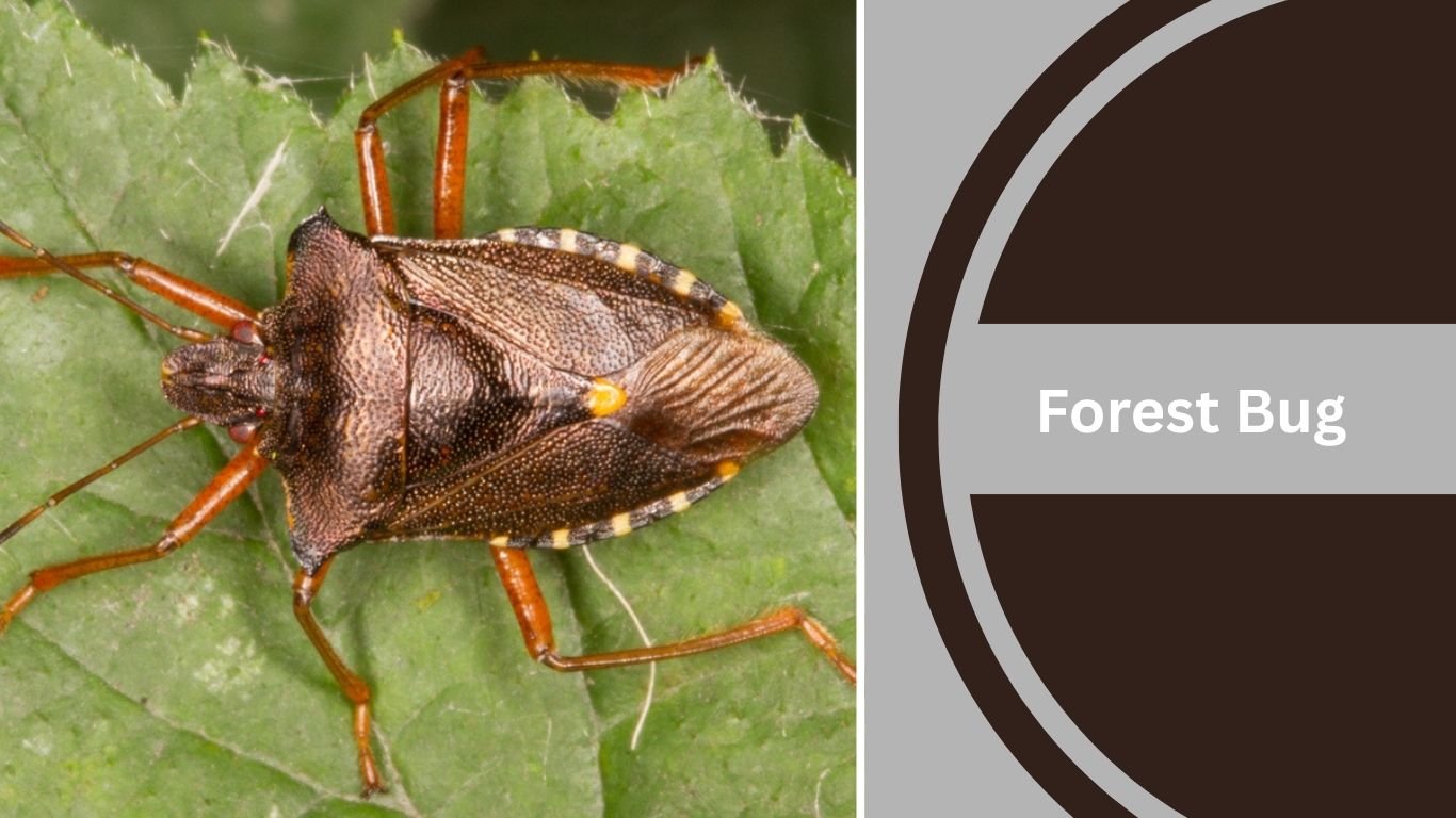 21 Types of Stink Bug: Identification with Pictures