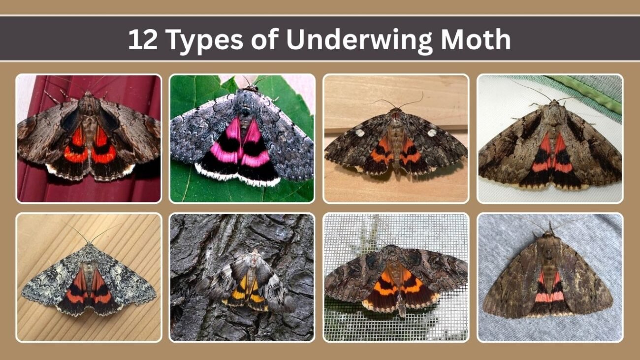 12 Types of Underwing Moth: Identification with Pictures