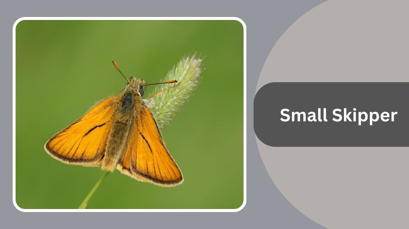 20 Types of Skipper Butterfly: Identification With Picture