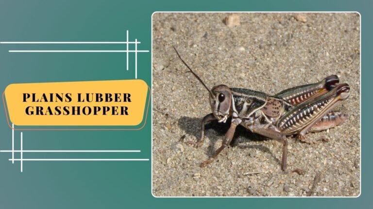 25 Types of Grasshopper: Identification With Picture