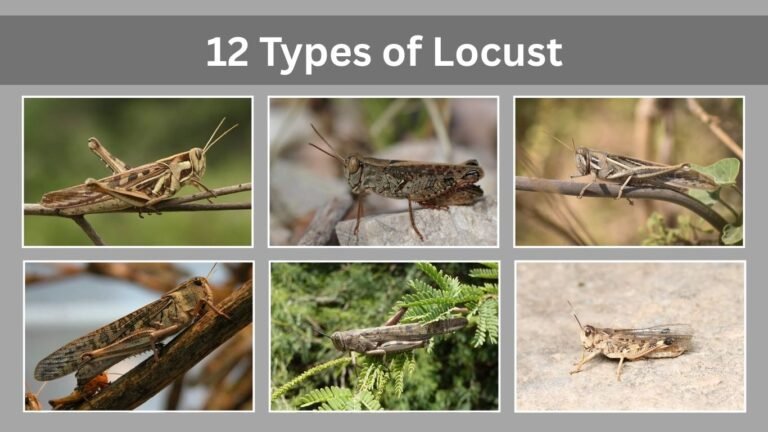 12 Types of Locust: Identification, Habitat, Behavior and Lifecycle