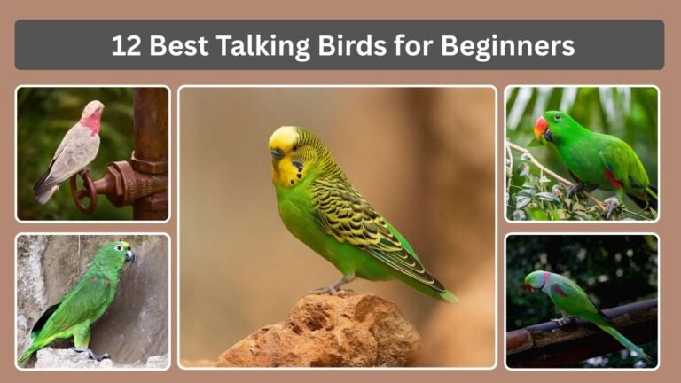12 Best Talking Birds for Beginners: Identification with Pictures