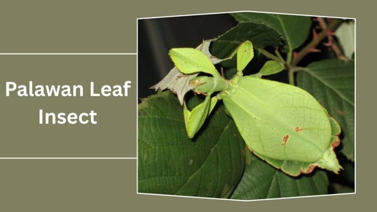 15 Types of Leaf Insect: Identification With Picture