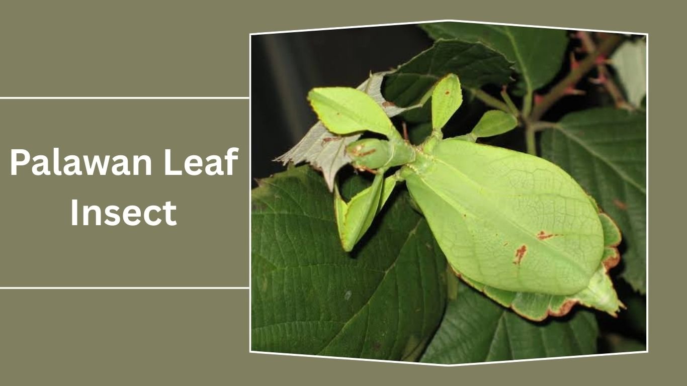 15 Types of Leaf Insect: Identification With Picture