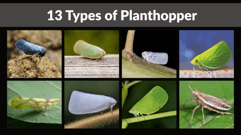 13 Types of Planthopper: Identification, Habitat, Behaviors and Diet