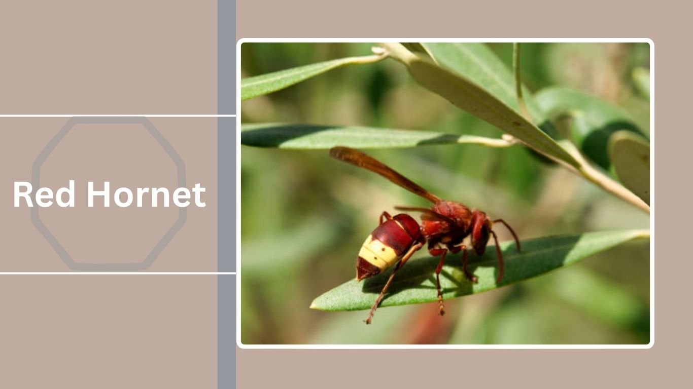 16 Types of Hornets: Identification, Habitat, Behaviors, and Lifecycle