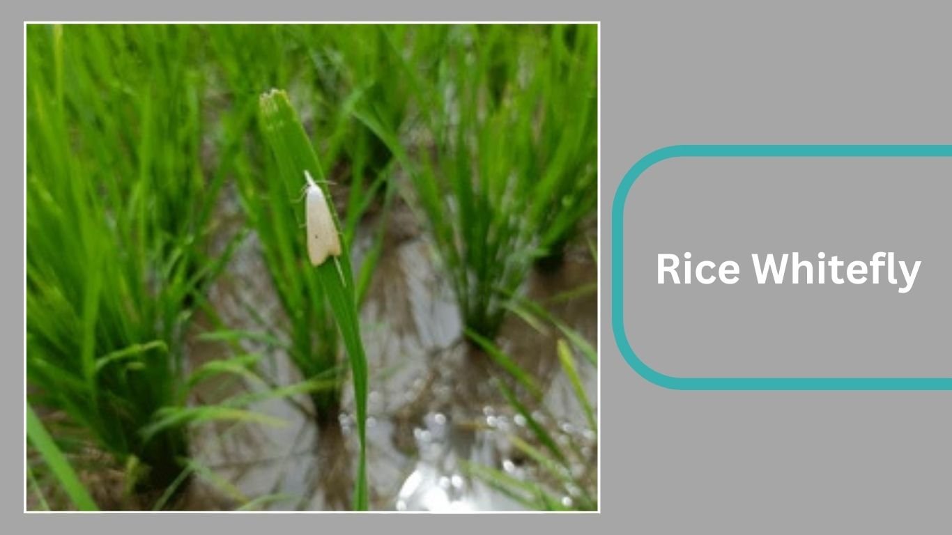 15 Types of Whitefly: Identification, Habitat, Behaviors and Diet