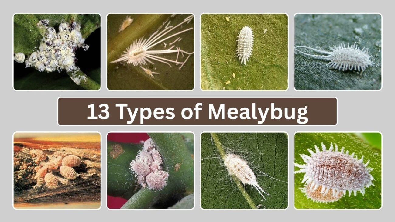 13 Types of Mealybug: Identification with Pictures