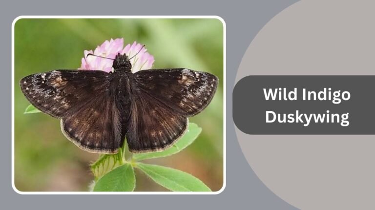 20 Types of Skipper Butterfly: Identification With Picture