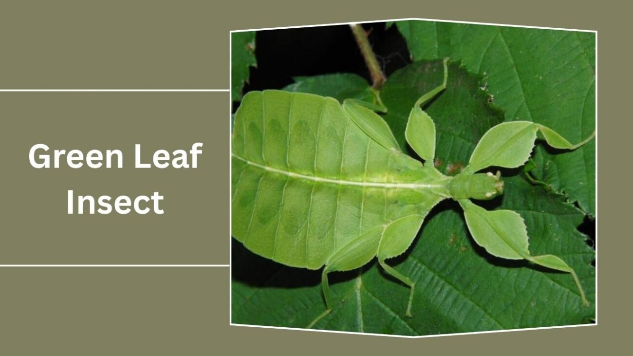 15 Types of Leaf Insect: Identification With Picture