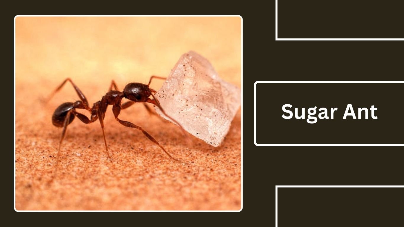 30 Types of Ants: Identification, Habitat, Behaviors, and Lifecycle